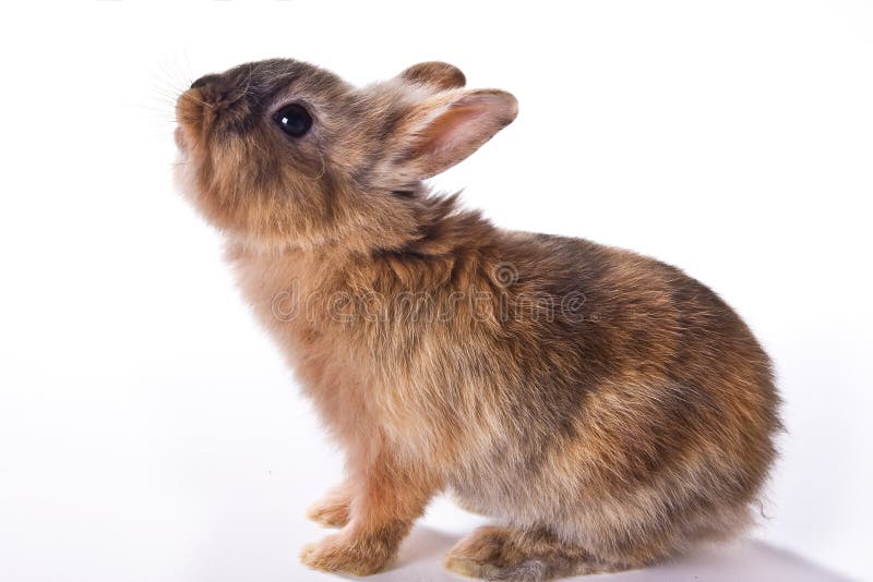 Curious little rabbit stock image. Image of bunny, springtime - 4097309