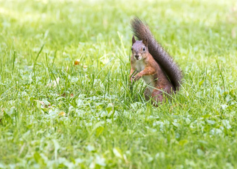 Curious Little Red Squirrel Standing in Grass Stock Image - Image of ...