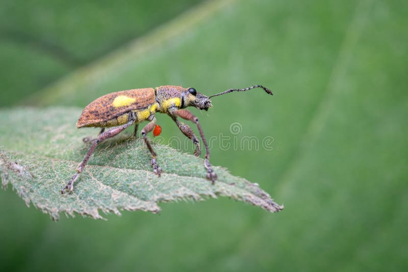 Curious Little Weevil Looking for Something from the Top of a Leaf ...
