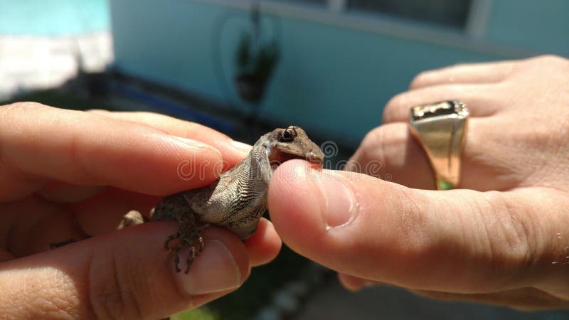 Curious Lizard Bites a Finger Stock Photo - Image of animal, skin ...
