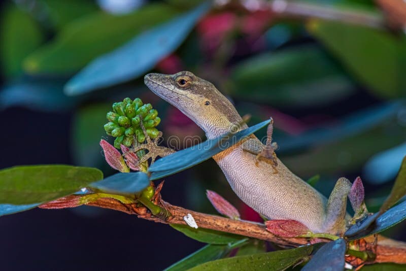 Lizard on camera stock photo. Image of crawling, shoot - 4133956