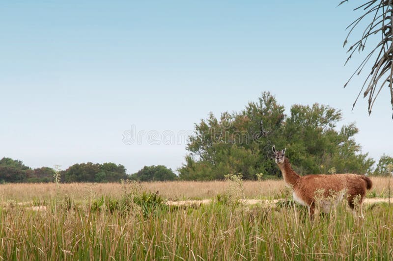 Curious llama in the field stock photo. Image of travel - 247147242