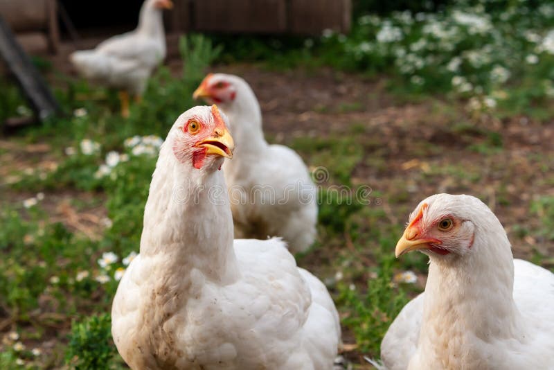 A Curious Look of a Hen, Closeup Stock Image - Image of farm, chicken ...