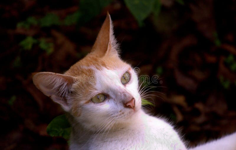 487 Cat Turning Head Stock Photos - Free & Royalty-Free Stock Photos ...