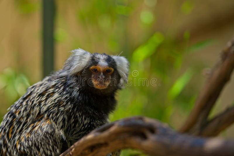 Curious-looking Monkey Perched on a Tree Branch. Stock Image - Image of ...