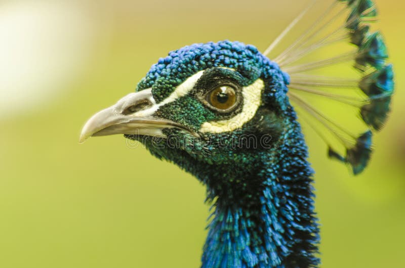 Angry Peacock Stock Photos - Free & Royalty-Free Stock Photos from ...