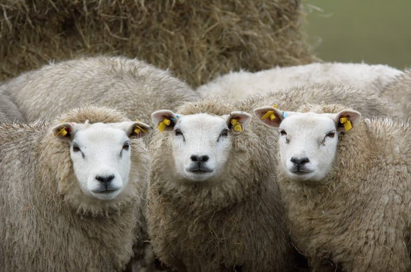 Curious Looking Sheep Picture. Image: 2043546