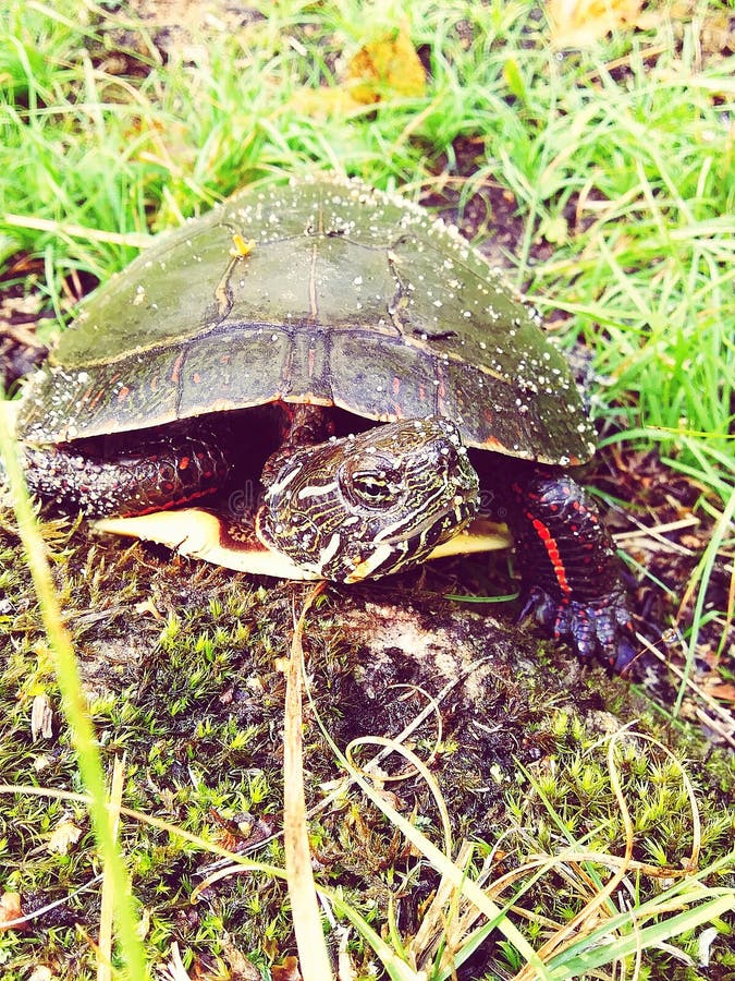 Curious looking turtle stock image. Image of turtle - 159385073