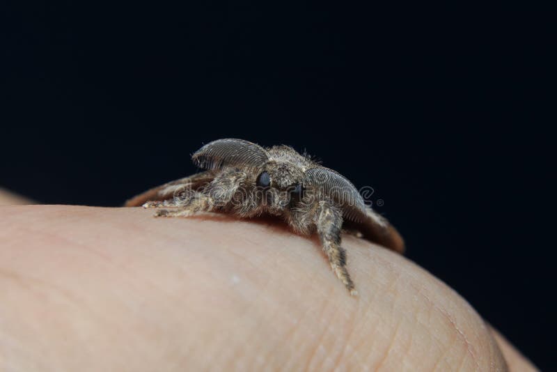 Curious Lymantriidae Moth on My Hand Closeup Stock Image - Image of ...