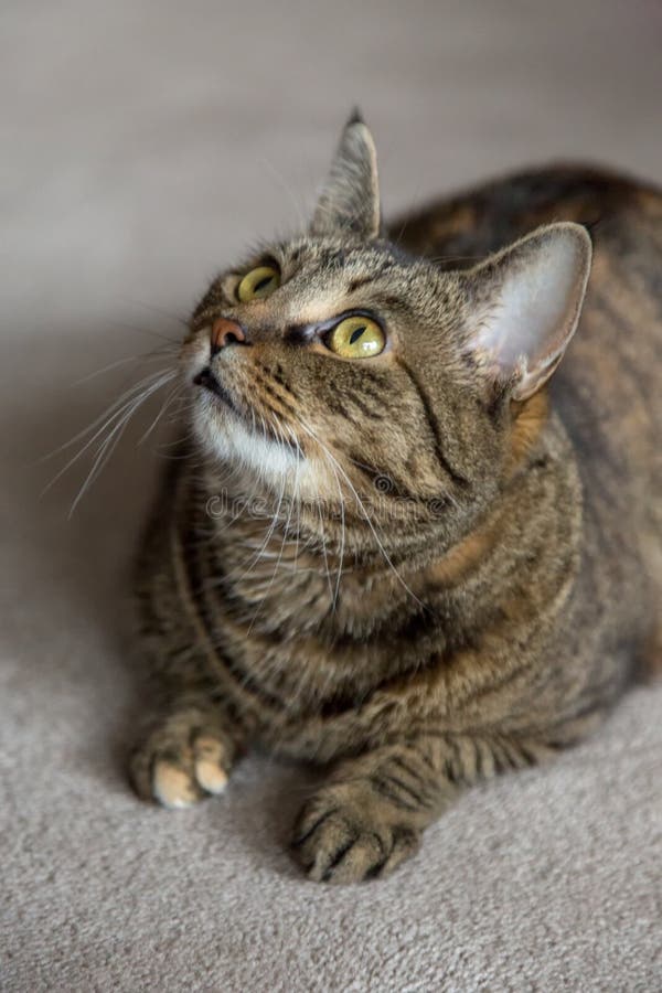 Mackerel Tabby Cat Full Body Shot Sitting and Looking Away Stock Image ...