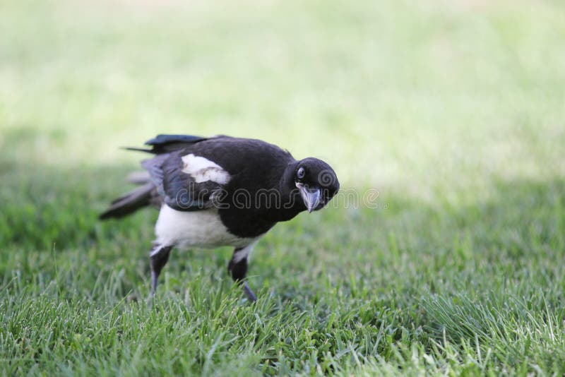 Curious Magpie stock photo. Image of feathers, summer - 32470856