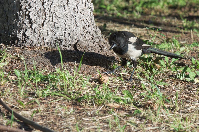 Curious Magpie with Prey Near the Tree Roots Stock Image - Image of ...