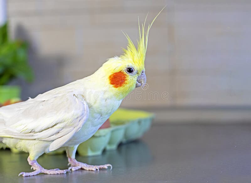 Curious Male Cockatiel Parrot on the Kitchen Stock Image - Image of ...