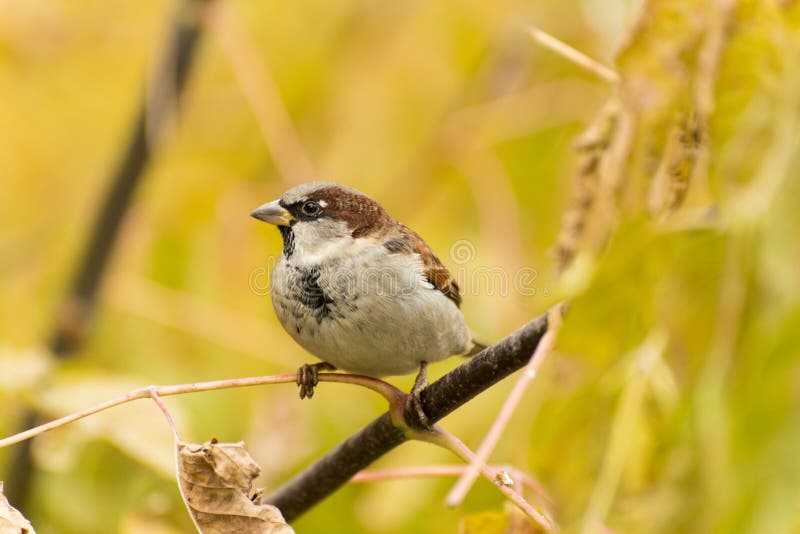 Curious Male Sparrow Sitting on a Branch in Autumn Stock Image - Image ... Curious Male Sparrow Sitting on a Branch in Autumn Stock Image - Image ...