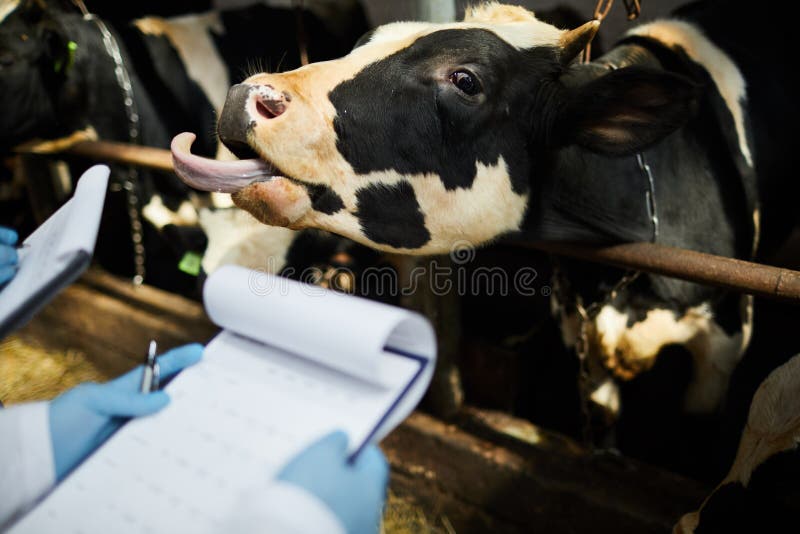 Curious mammal stock photo. Image of cattle, person - 124157550