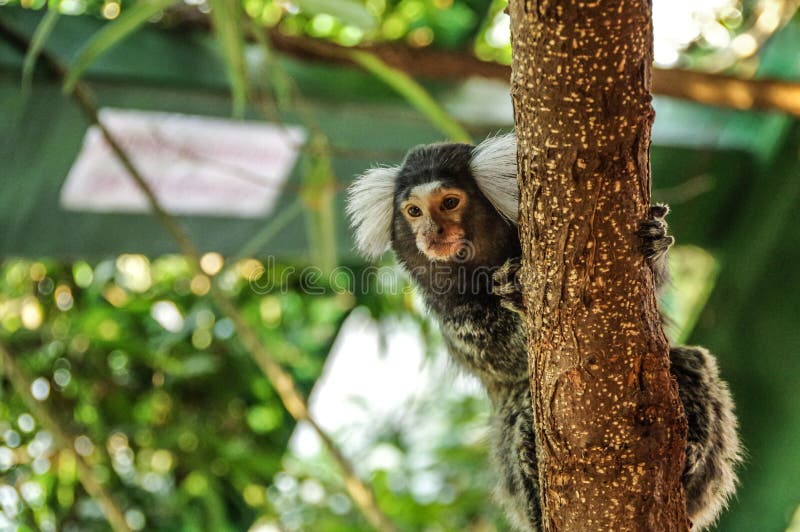 Monkey Peeking Out Behind Tree Trunk Stock Photos - Free & Royalty-Free ...