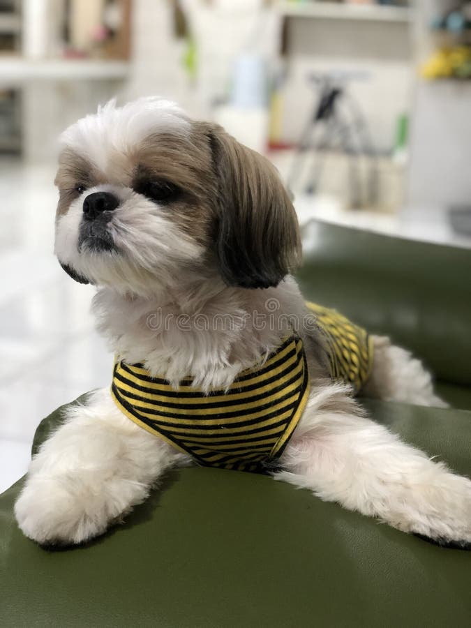 Shih Tzu dog stock image. Image of doggy, shih, lying - 220008085