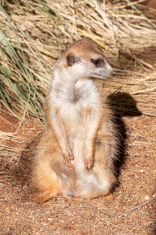 Meerkat Sitting Up stock photo. Image of portrait, meerkat - 134412554
