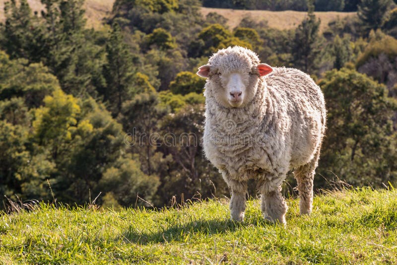 Sheep Standing And Looking Around While Little Lamb Eats Grass Stock ...