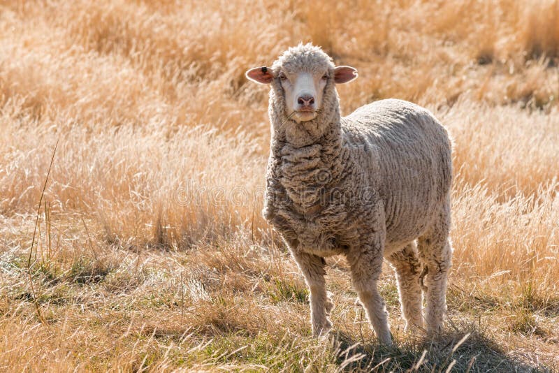 Sheep Standing and Looking through Wire Fence Stock Image - Image of ...