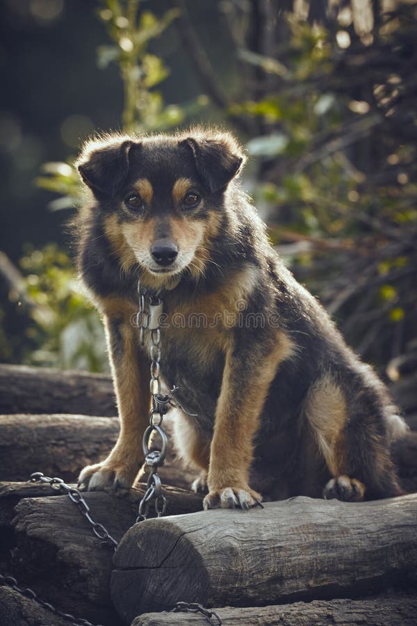Curious miserable dog stock photo. Image of compassion - 53797628