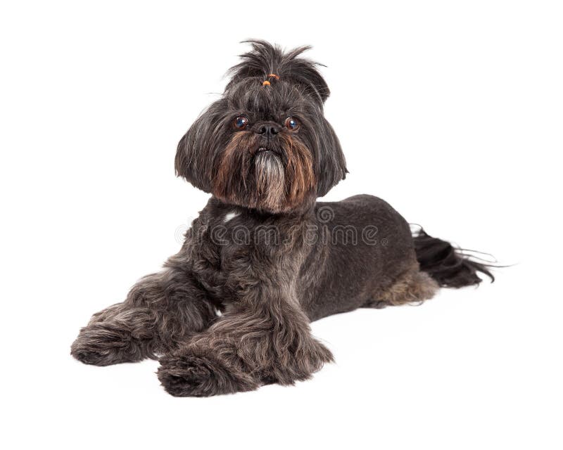 Mixed Breed Large Scruffy Dog Laying Down Stock Image - Image of copy ...