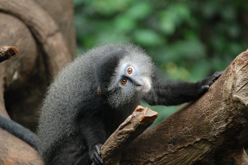 Curious Monkey stock photo. Image of close, monkey, wildlife - 17884162
