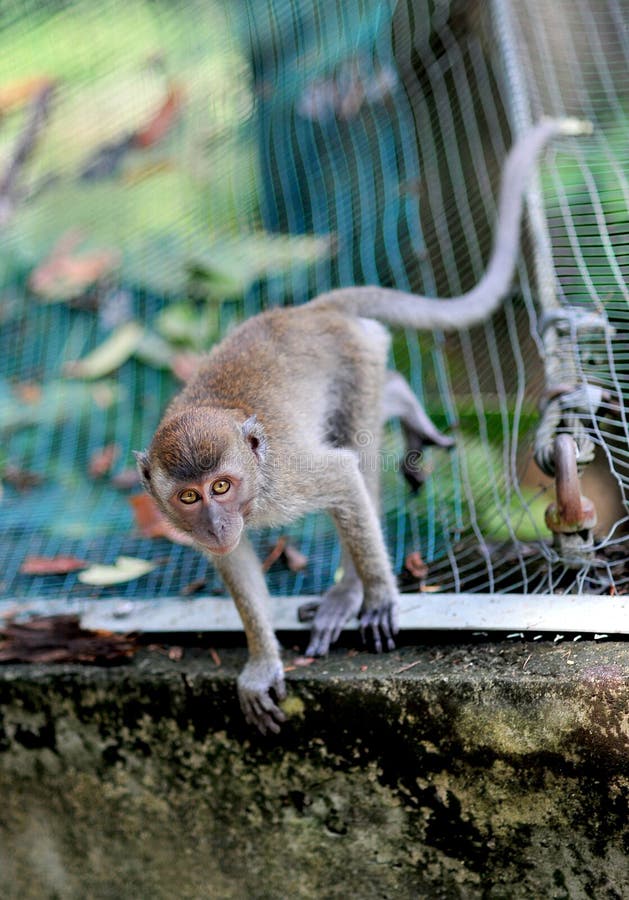 Curious monkey stock image. Image of sanctuary, park - 18657019