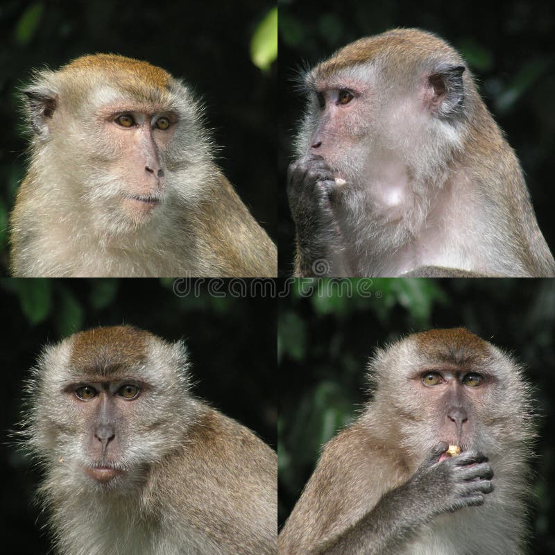 Surprised Monkey Expression Stock Image - Image of afraid, shocked: 3144619