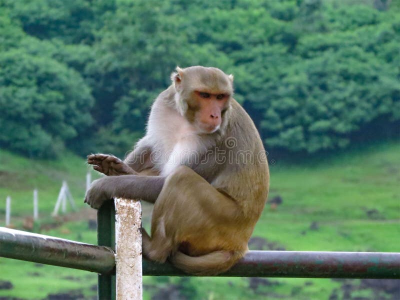 Curious Monkey in Forest stock photo. Image of attentive - 287156790