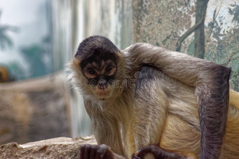 Curious Monkey Looking at the Camera Stock Image - Image of close, head ...