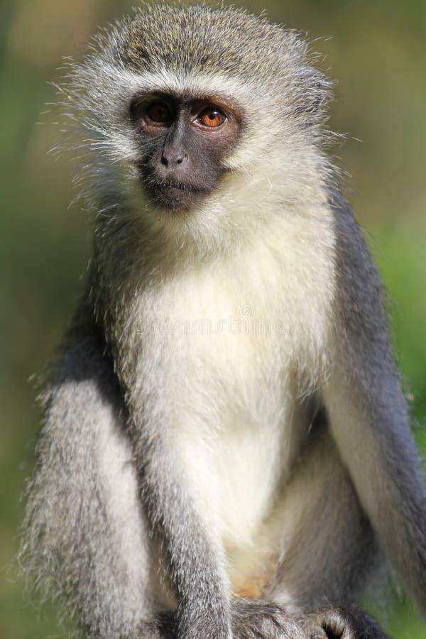 Curious Monkey stock photo. Image of white, monkey, sitting - 34255150
