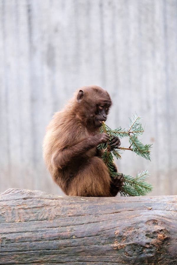 A Monkey with an Evergreen Twig is Sitting on a Log and Eating Stock ...