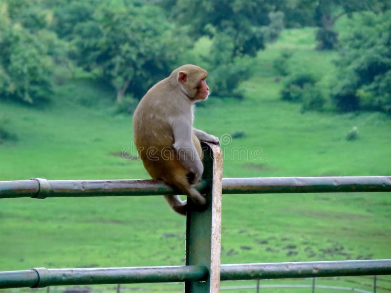 Curious Monkey Perched on Iron Railing Stock Image - Image of human ...