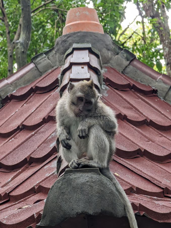 Curious Monkey Perched on a Rooftop, Gazing Off To the Side Stock Photo ...