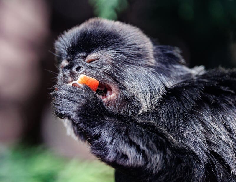 Curious Monkey Sits in Its Enclosure in a Zoo, Intently Studying Its ...