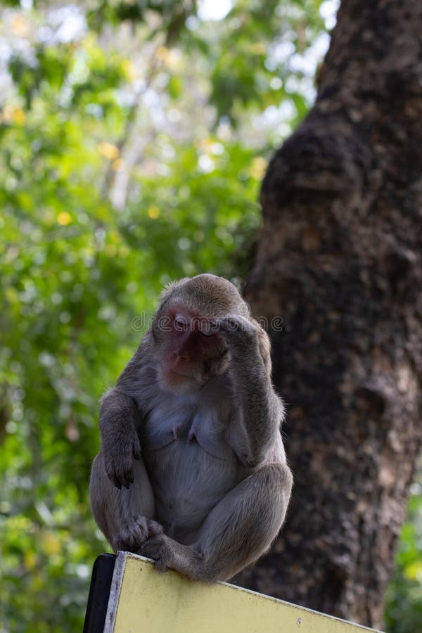 A Sitting Monkey on the Wood Bar Stock Photo - Image of animal, monkey ...