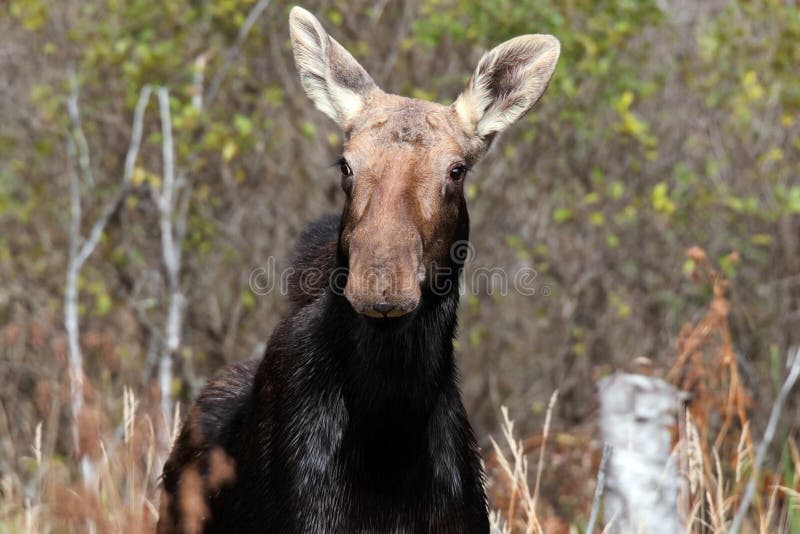 Curious Moose stock photo. Image of wildlife, fall, looking - 16697554
