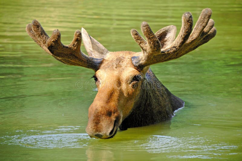 Moose at Glacier National Park Stock Photo - Image of national, nature ...