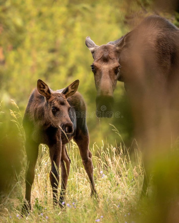 Curious Mother and Calf Moose Stock Image - Image of young, summer ...