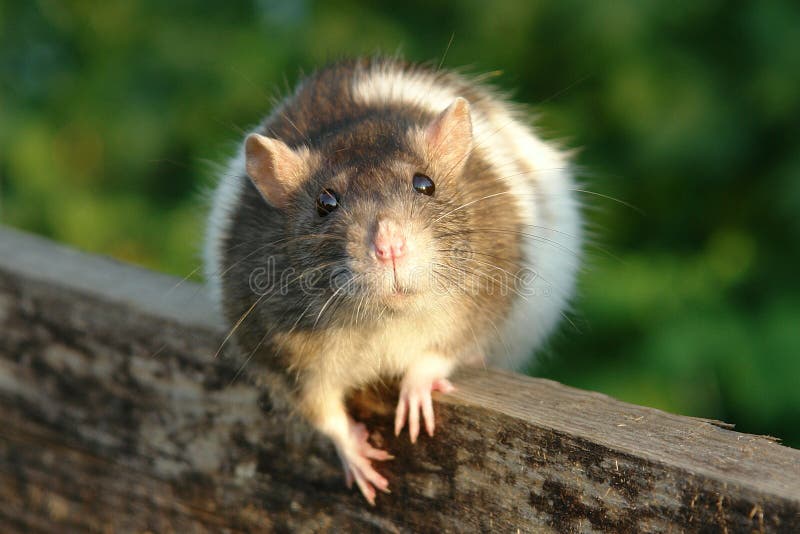 Curious mouse stock photo. Image of celebrate, look, furry - 3000184