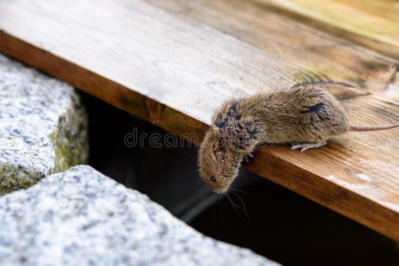 Curious mouse stock photo. Image of forward, face, animal - 3000184