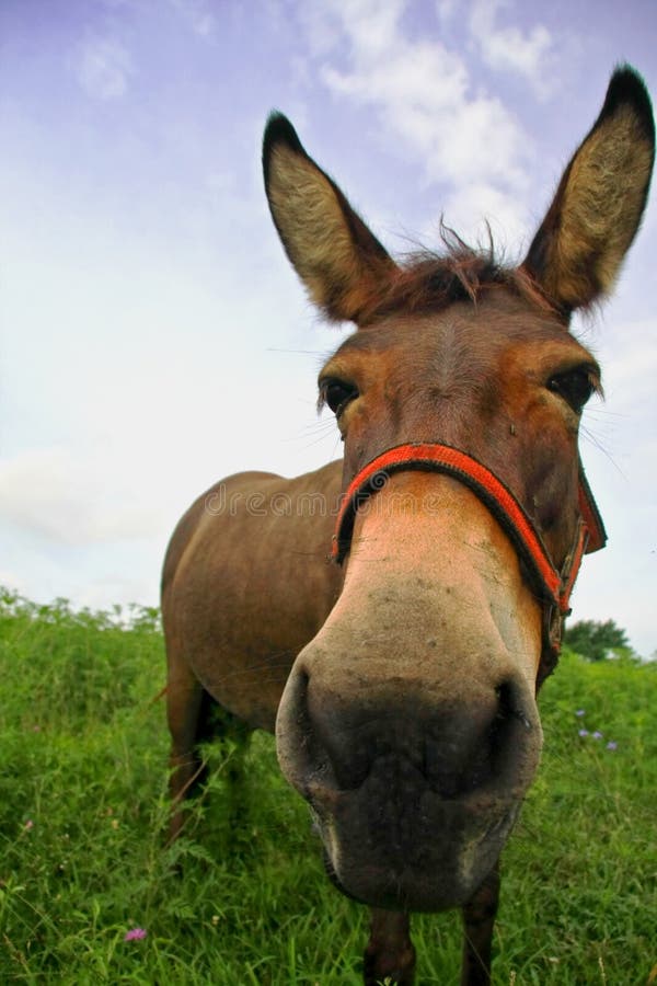 Funny mules stock photo. Image of curious, mixbreed, mules - 26162986