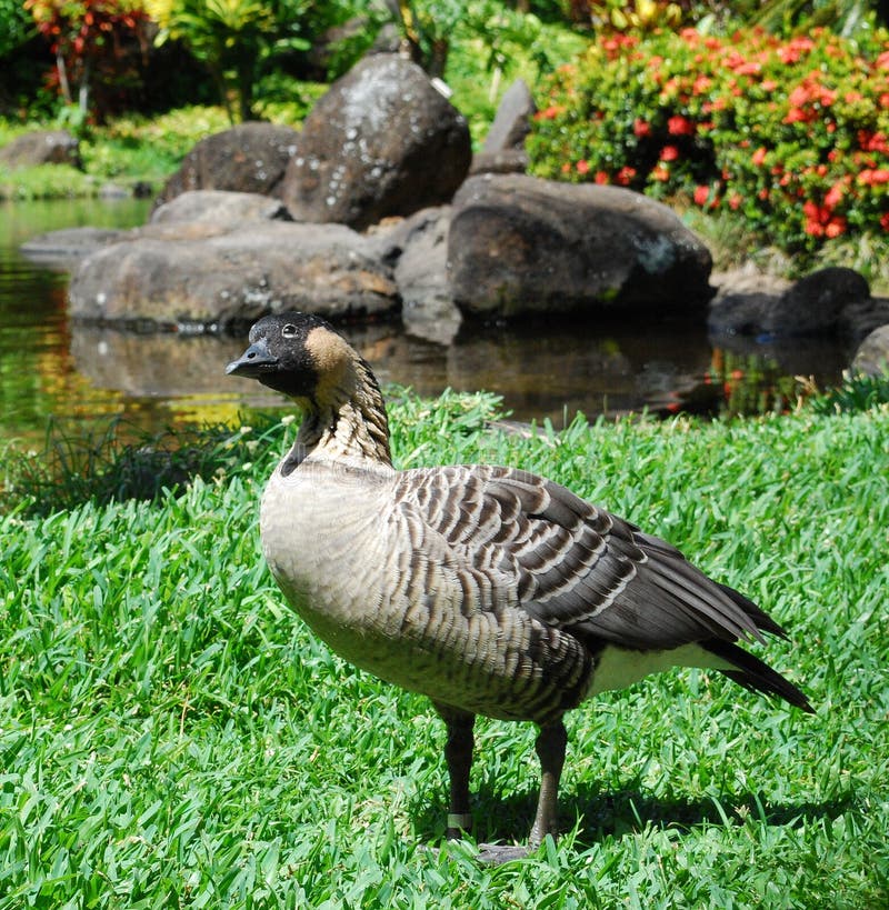 Curious Nene stock image. Image of hawaii, island, exotic - 15433443