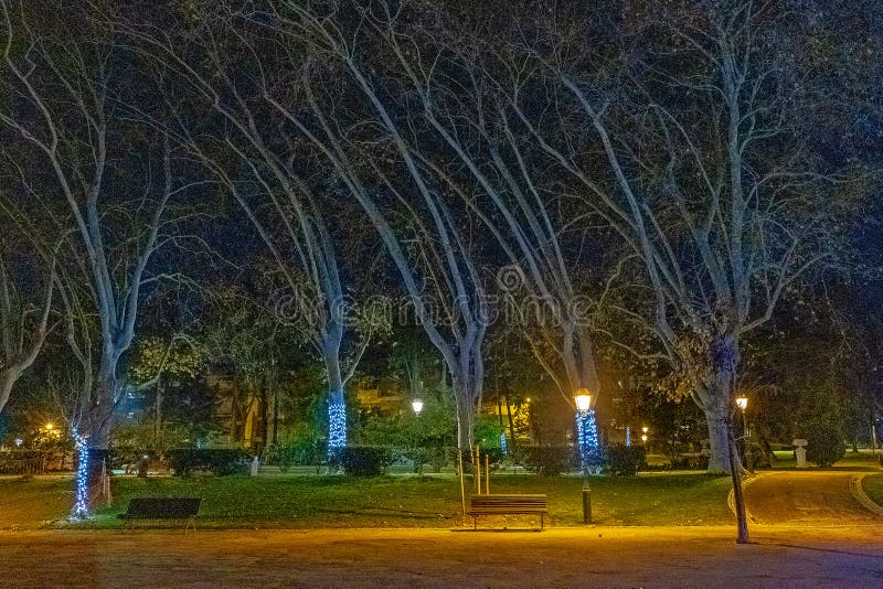 Curious Night Image of almost Leafless Plane Trees in Autumn Winter ...