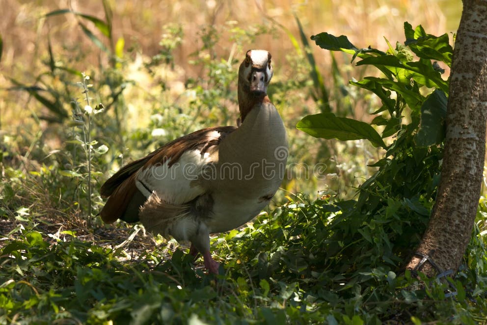 A curious Nil duck stock image. Image of male, grass - 119933203