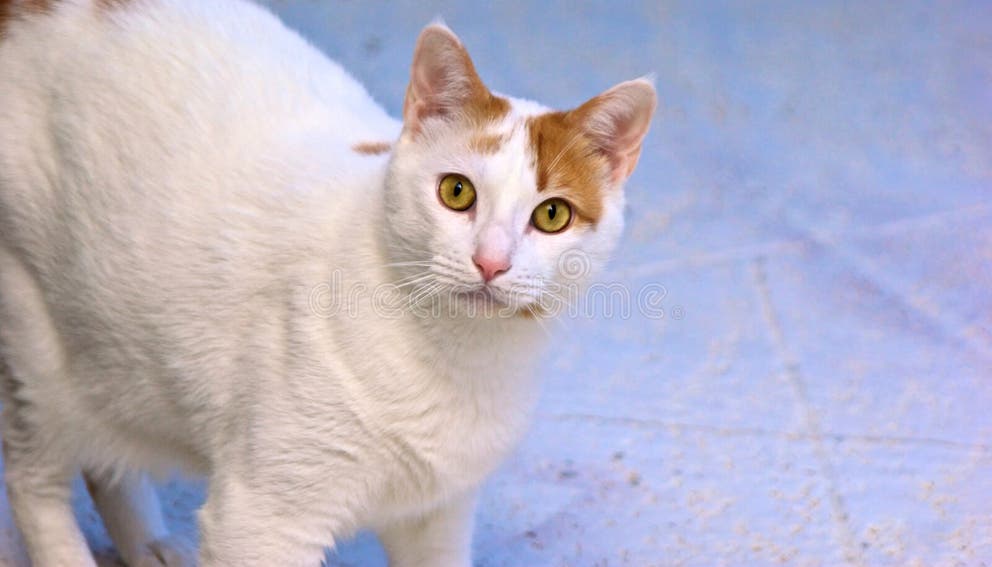 Curious Orange and White Cat Stock Photo - Image of curious, orange ...