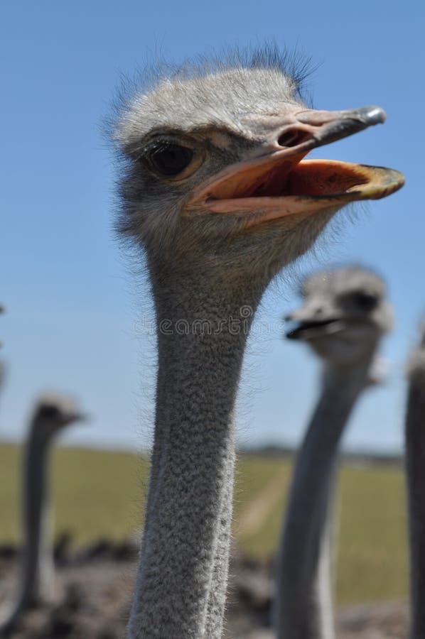 Curious Ostrich stock image. Image of pink, grey, ostrich - 12536123