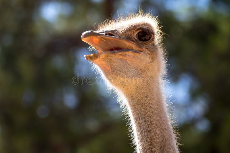 Curious ostrich head stock image. Image of face, curious - 141376953