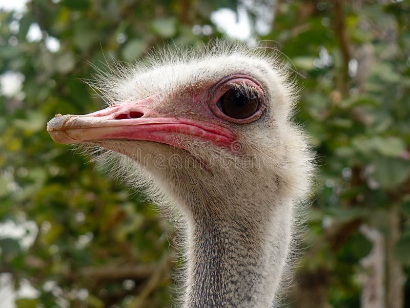 Curious Ostrich Head Looking Around Stock Photo - Image of watching ...